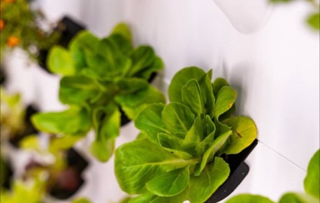 Smart Indoor farm Singapore – AgrihomeSG